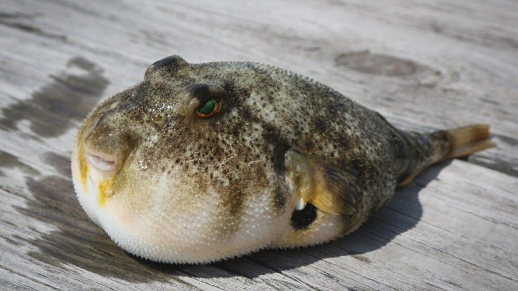 MAKAN IKAN BUNTAL, ISTERI MAUT SUAMI MASUK ICU - Imedikel TV