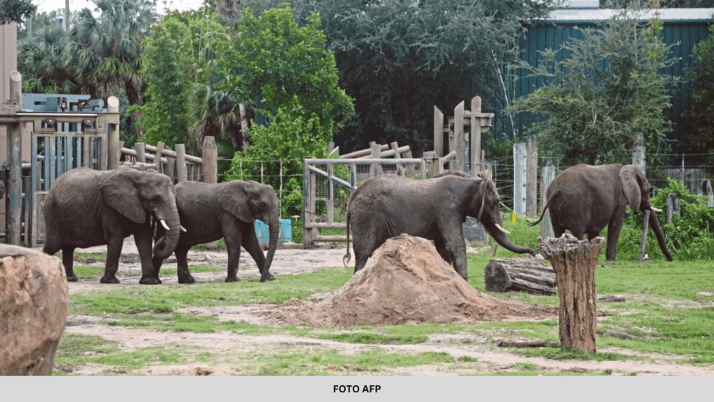 TAUFAN MILTON: ZOO TAMPA 'SOROK' HAIWAN DI TEMPAT SELAMAT - Imedikel TV