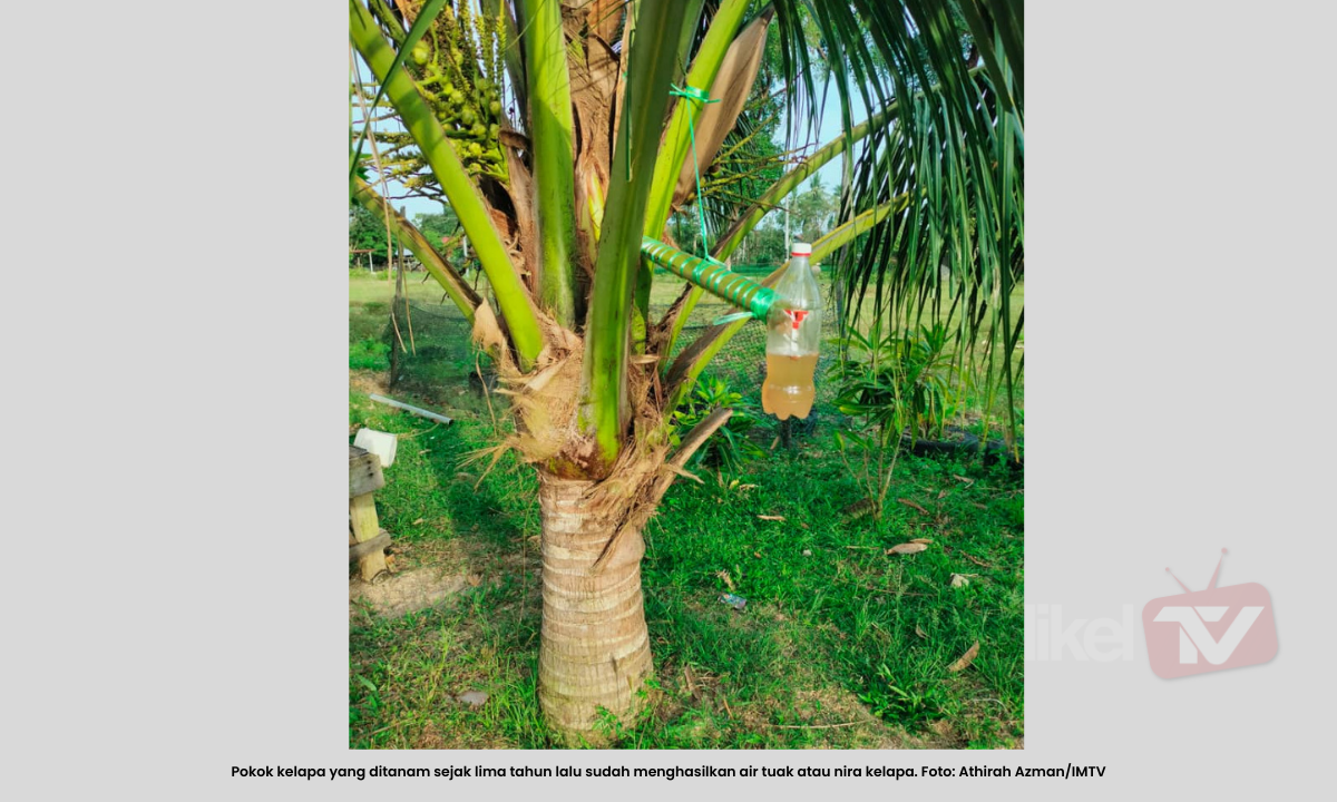 SIAPA SANGKA POKOK KELAPA RENEK DAPAT HASILKAN AIR TUAK - Imedikel TV